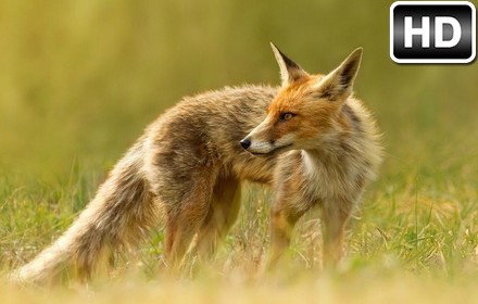 Fox Wallpaper HD New Tab - Cute Foxes Themes - HD Wallpapers & Backgrounds