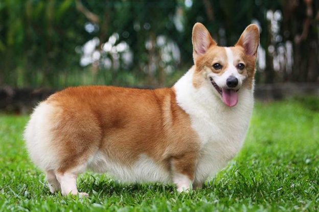 Shiba Inu vs Corgi! Which One Makes Better Family Dog?