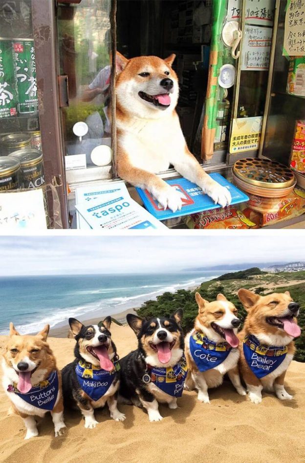 Shiba Inu vs Corgi! Which One Makes Better Family Dog?