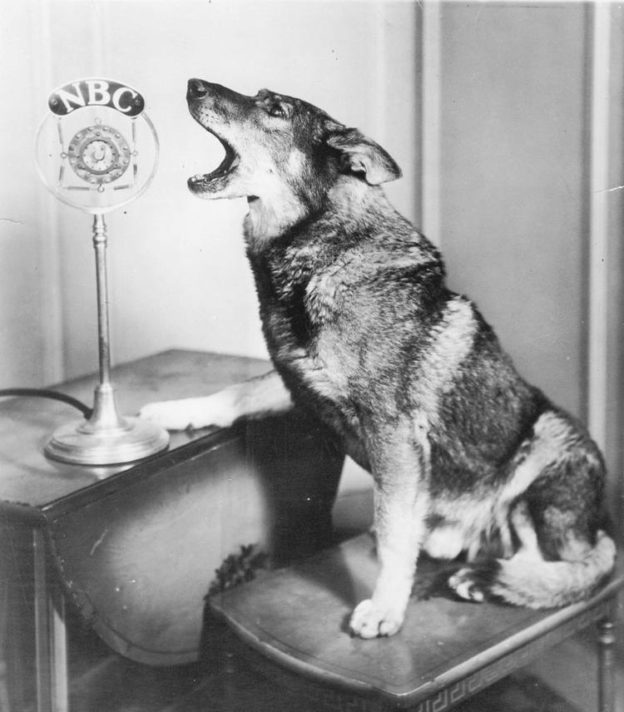 Canine Movie Stars: Top 20 Famous Dogs in Movies and TV Shows!