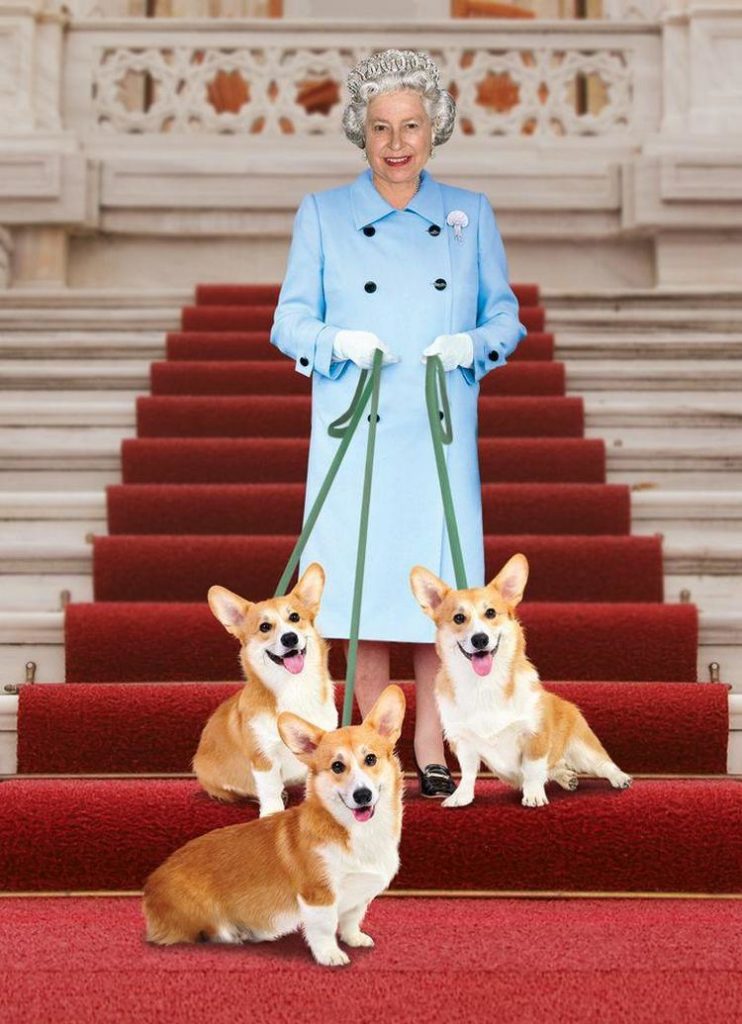 Canine Movie Stars: Top 20 Famous Dogs in Movies and TV Shows!