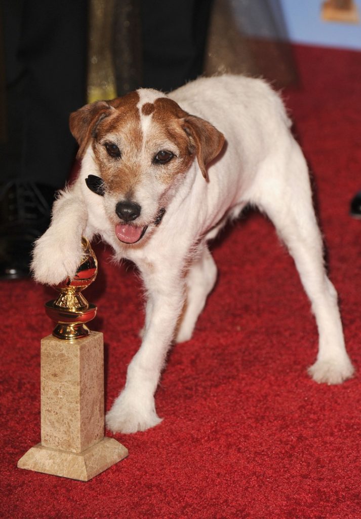 Canine Movie Stars: Top 20 Famous Dogs in Movies and TV Shows!