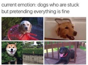Having a Tiring Day? Here’s the Top 50 Dog Memes!