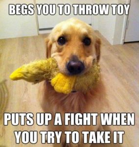 Having a Tiring Day? Here’s the Top 50 Dog Memes!