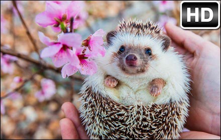 Hedgehog HD Wallpaper Cute Hedgehogs New Tab - HD Wallpapers & Backgrounds