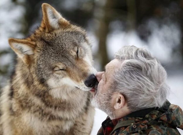 An Important "Wolves Question": Can Wolf Make Great Pet?