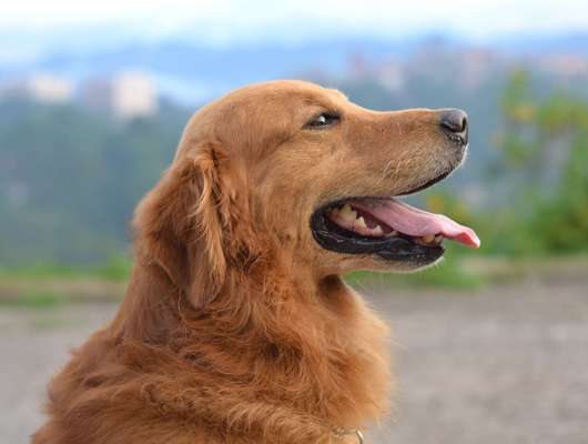 Know Your Doggo Fren: Meet The Friendly Golden Retriever