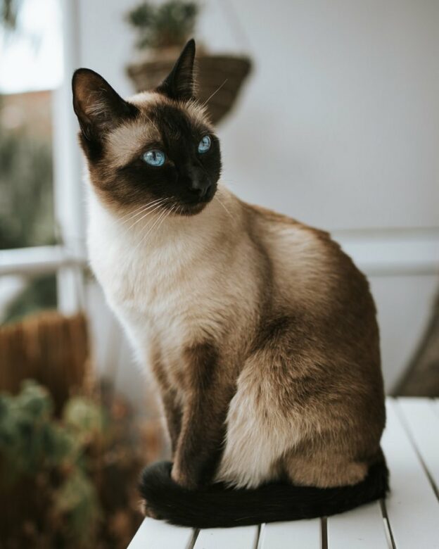 Know Your Feline Friends: Meet The Chatty Siamese Cat!