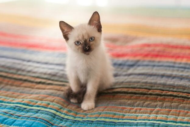 Know Your Feline Friends: Meet The Chatty Siamese Cat!