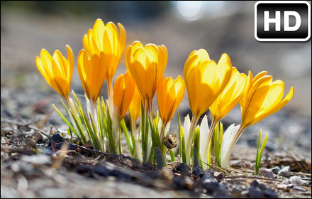 Crocus Flower Wallpaper HD Crocus Flowers New Tab - HD Wallpapers ...