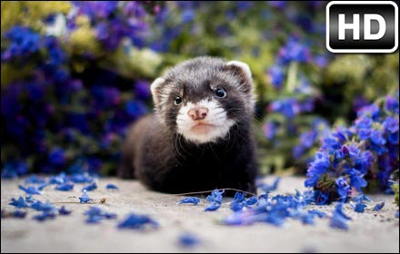 Ferret Wallpaper HD Ferrets New Tab - HD Wallpapers & Backgrounds
