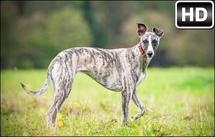 Greyhound Dog Wallpaper HD Greyhound Puppy New Tab - HD Wallpapers ...